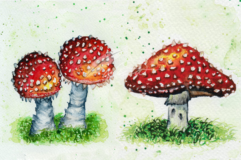 Fungi Mushrooms Liisa Clark Art